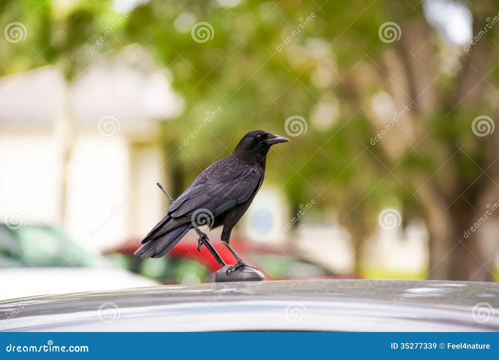 Beatiful Crow stock image. Image of bird, wing, animal - 35277339