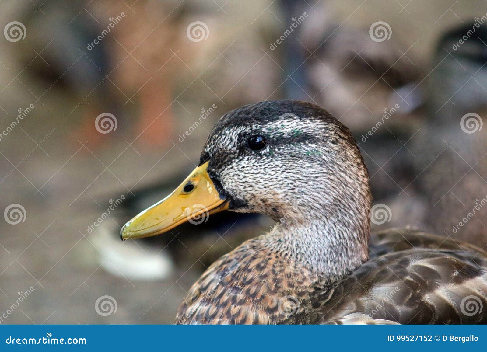 Beautiful duck in Michigan stock photo. Image of mallard - 99527152