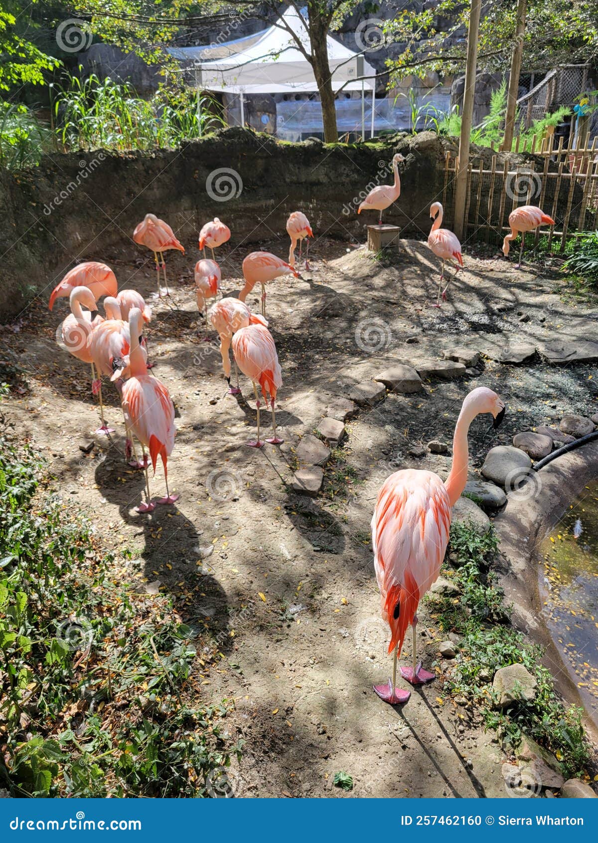 Beautiful Flamingo group stock photo. Image of animal - 257462160