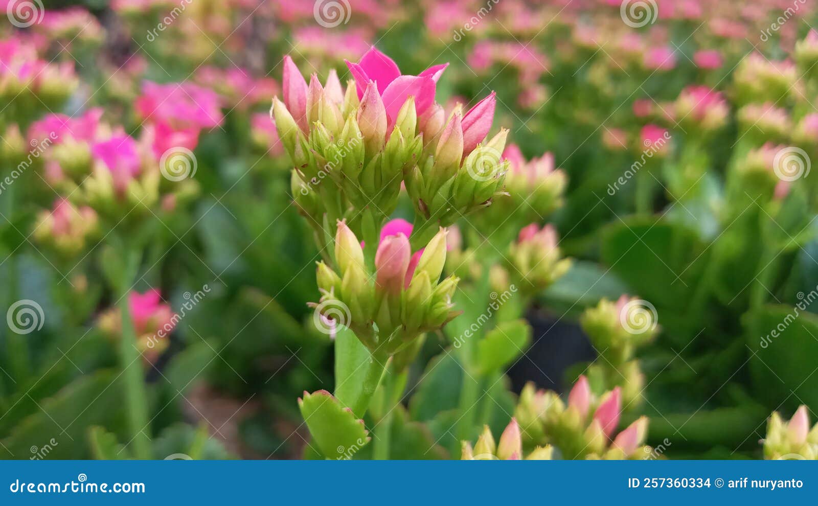 Beatiful Flower with Blur Background Stock Photo - Image of indonesia ...