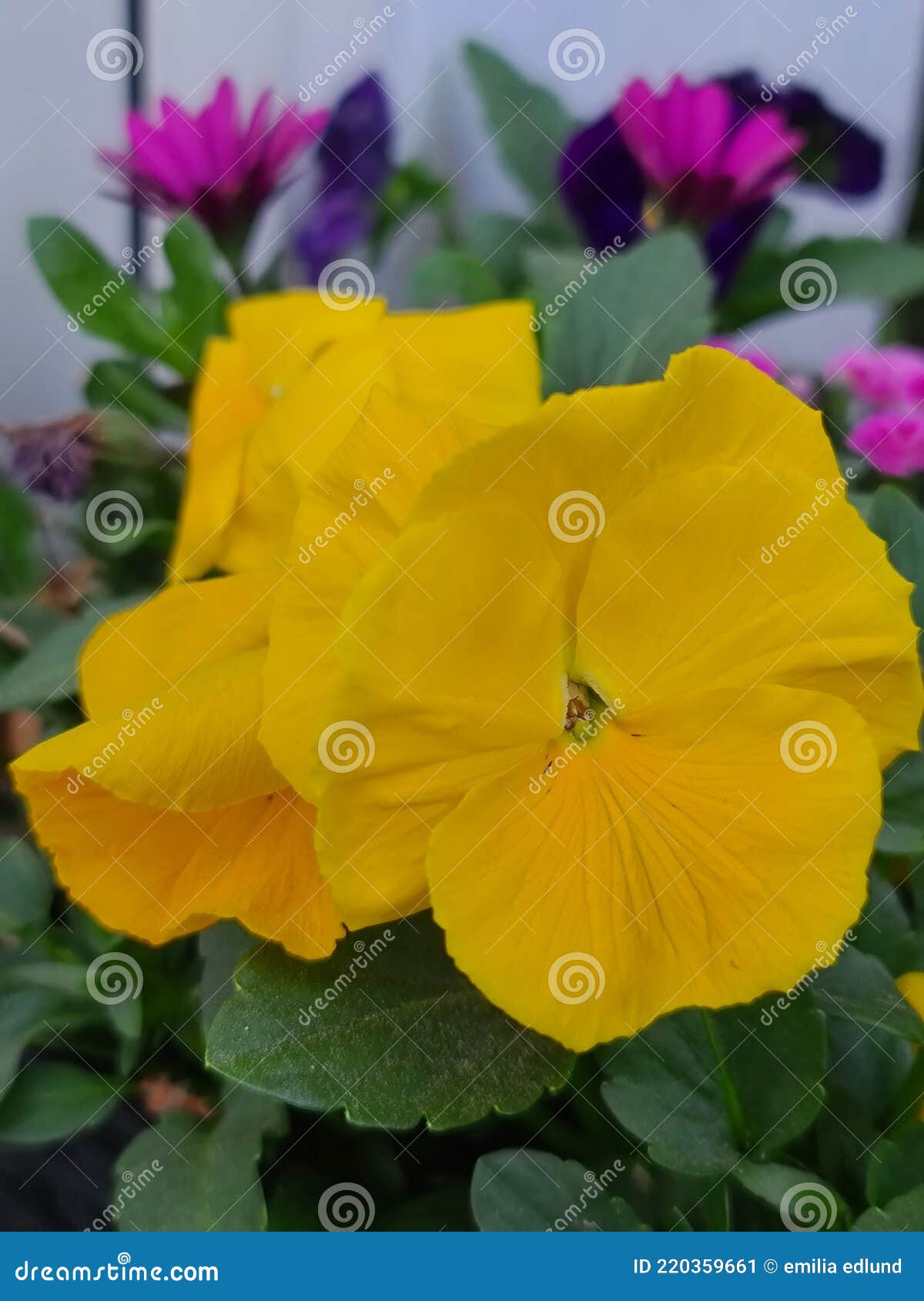 Beatiful flower stock image. Image of beatiful, nature - 220359661