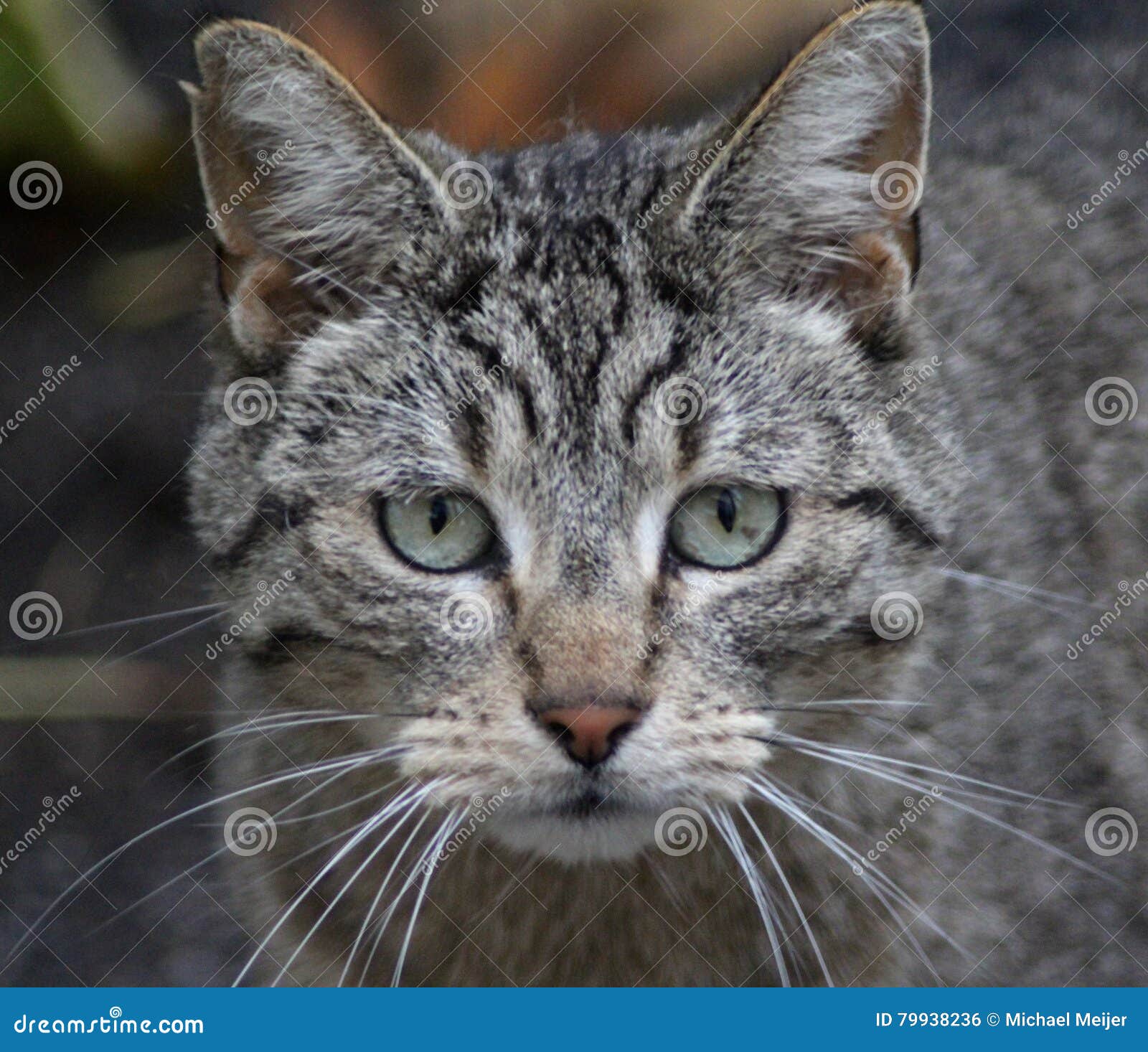 Beatiful gray house cat stock photo. Image of kitten - 79938236