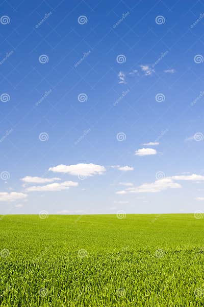 Beatiful Green Grass and Blue Sky Stock Image - Image of weather, green ...
