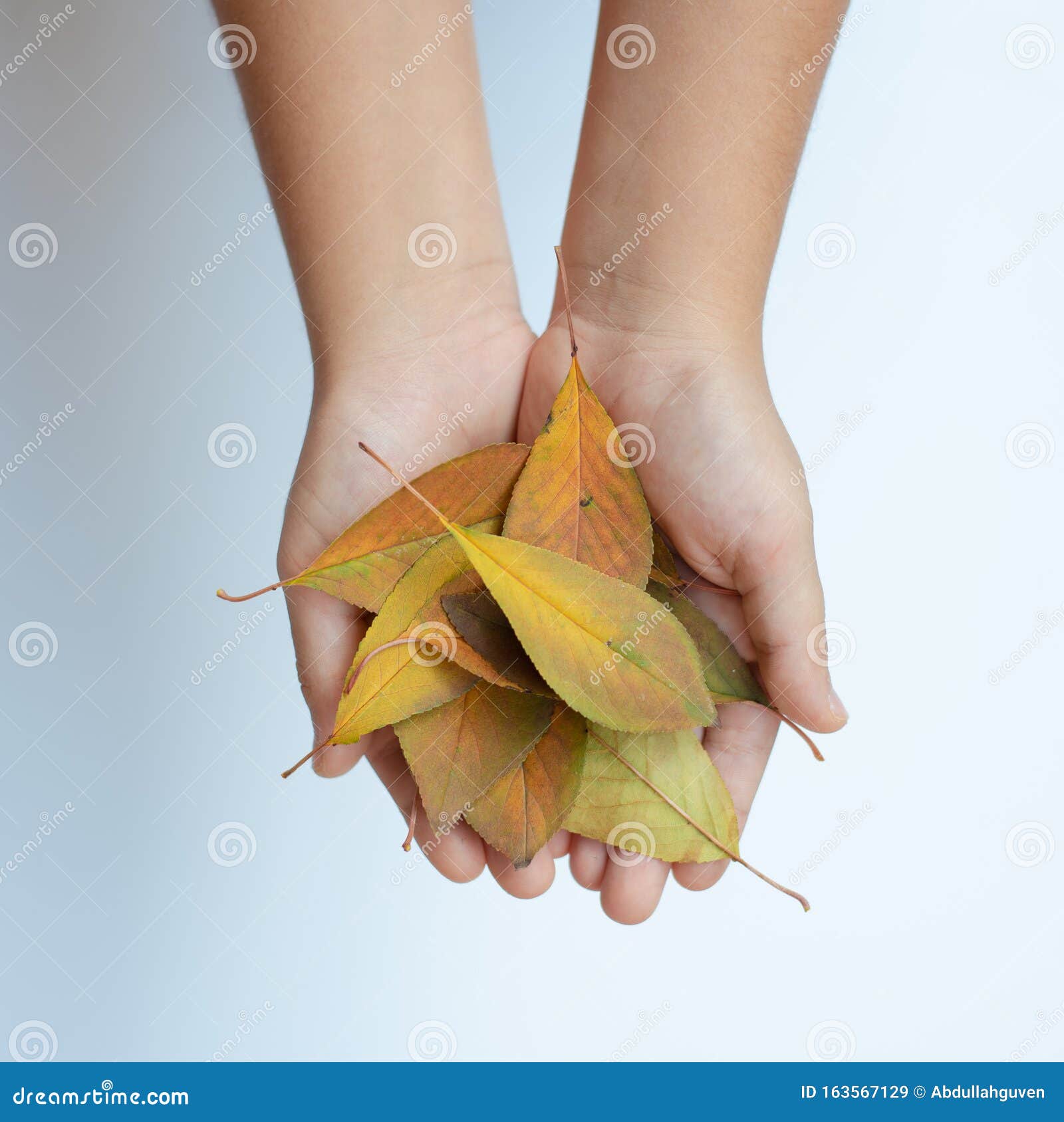 Beatiful Leaf in Child`s Hands Stock Image - Image of nature, person ...