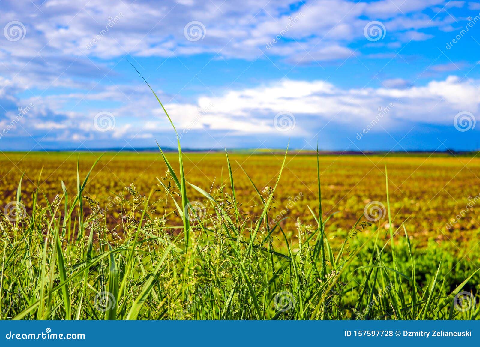 Beatiful Morning Field with Bright Sun. Nature Stock Photo - Image of ...