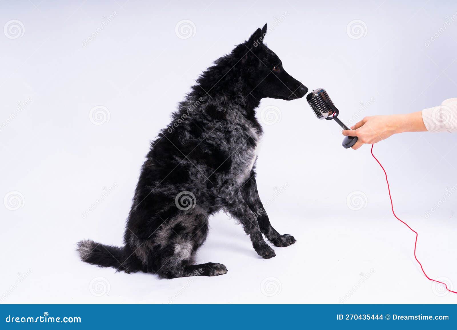 Beatiful Mudi Dog Singing into a Microphone in Studio Ehite Background ...