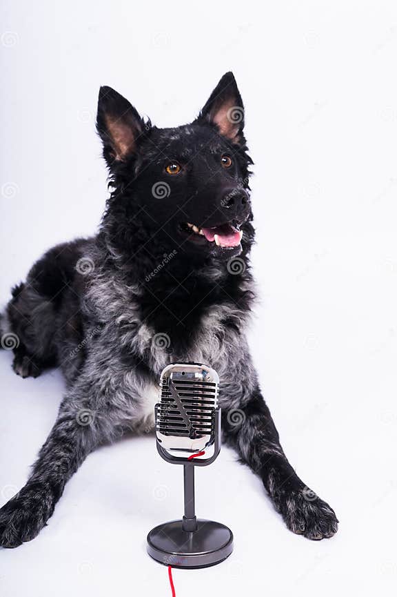 Beatiful Mudi Dog Singing into a Microphone in Studio Ehite Background ...