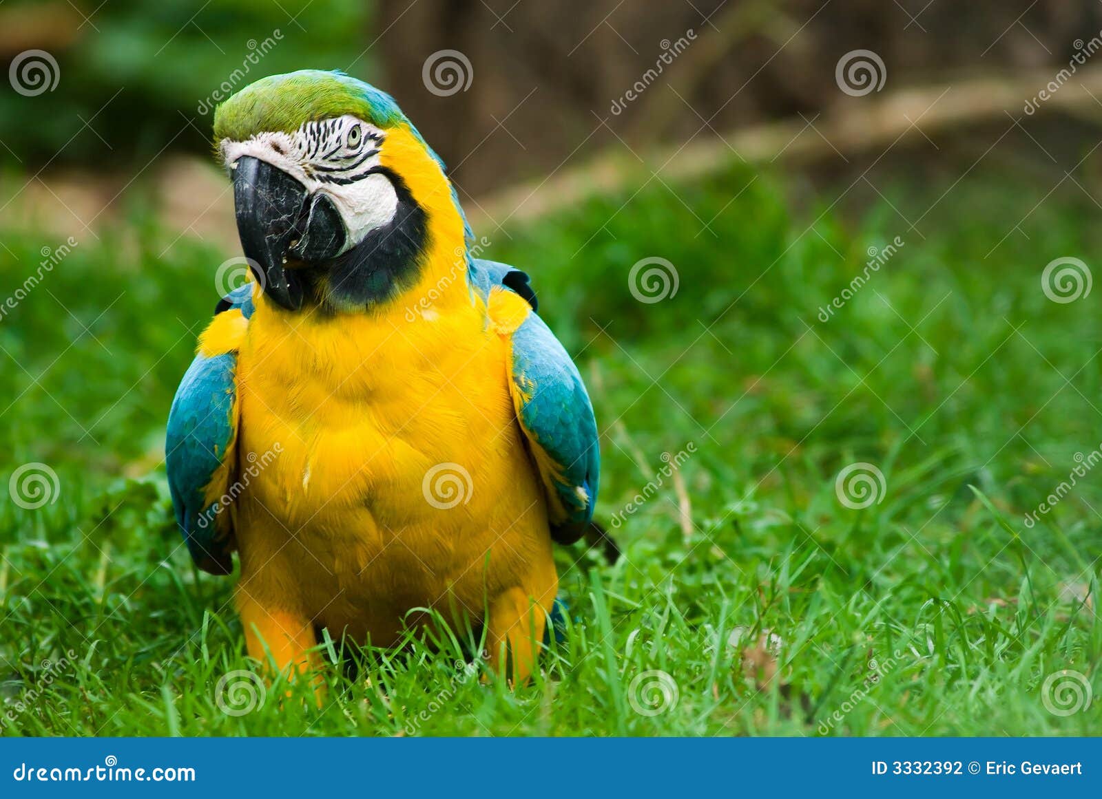 Beatiful Parot in the Grass Stock Photo - Image of noisy, playful: 3332392