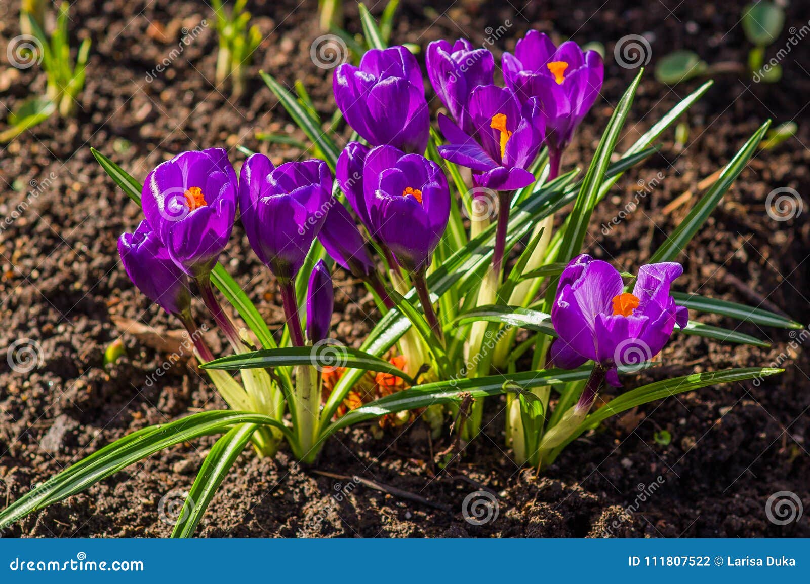 Crocus Flowers in Bloom, Early Spring. Stock Photo - Image of leaf ...
