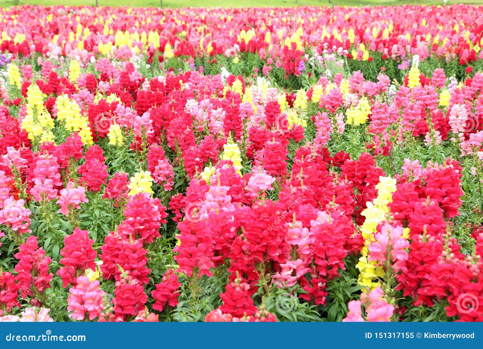 Snapdragon stock image. Image of flora, common, floristic - 151317155