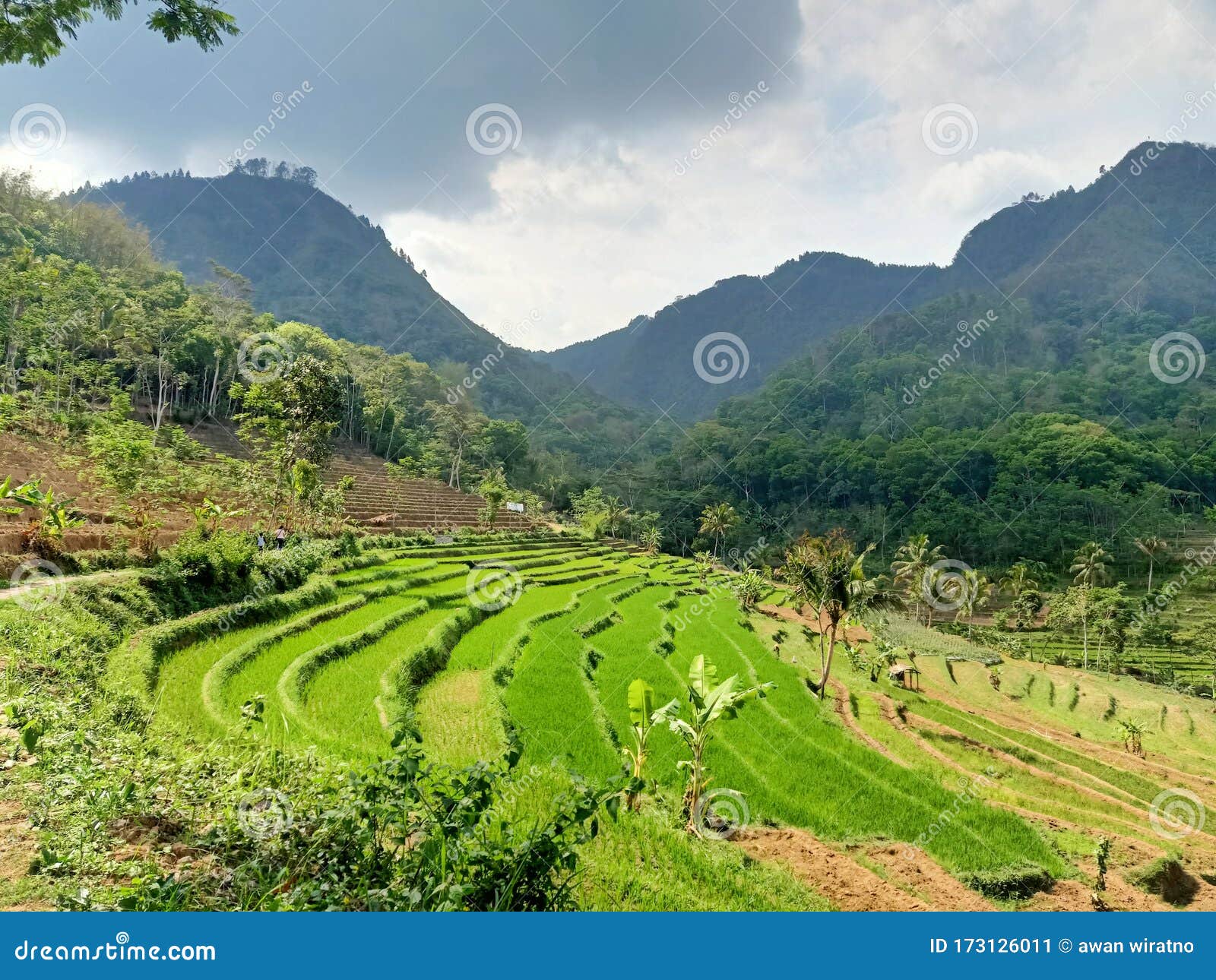 Beatiful Rice Field and Mountain Stock Image - Image of landscape ...