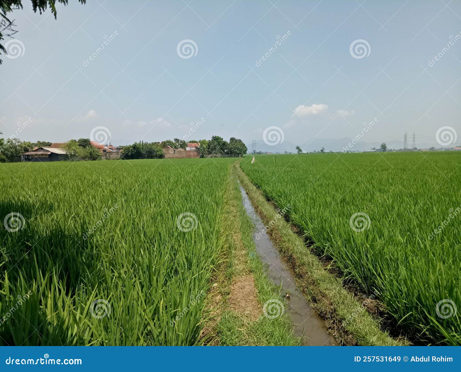 Beatiful rice fields stock image. Image of farm, beatiful - 257531649