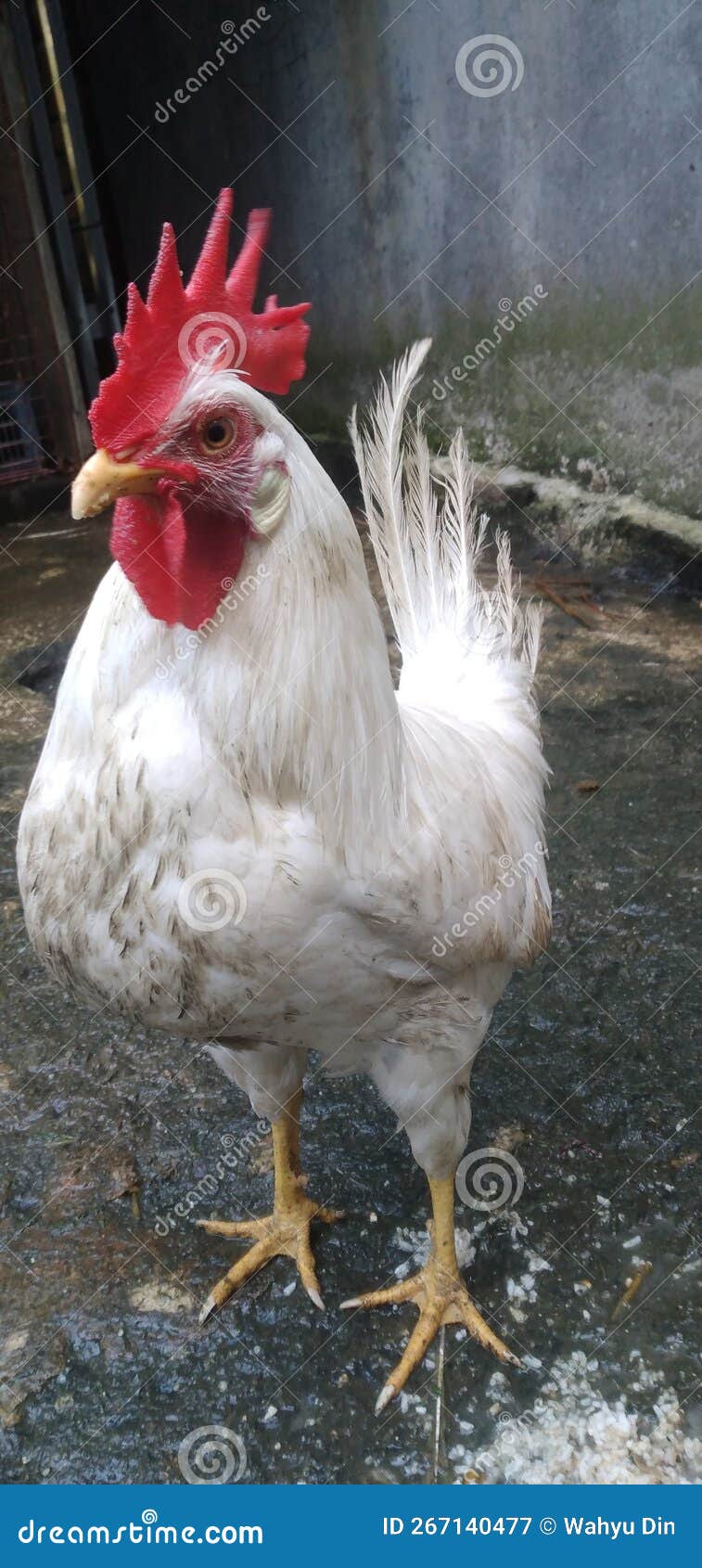 Rooster On White Background Royalty-Free Stock Image | CartoonDealer ...