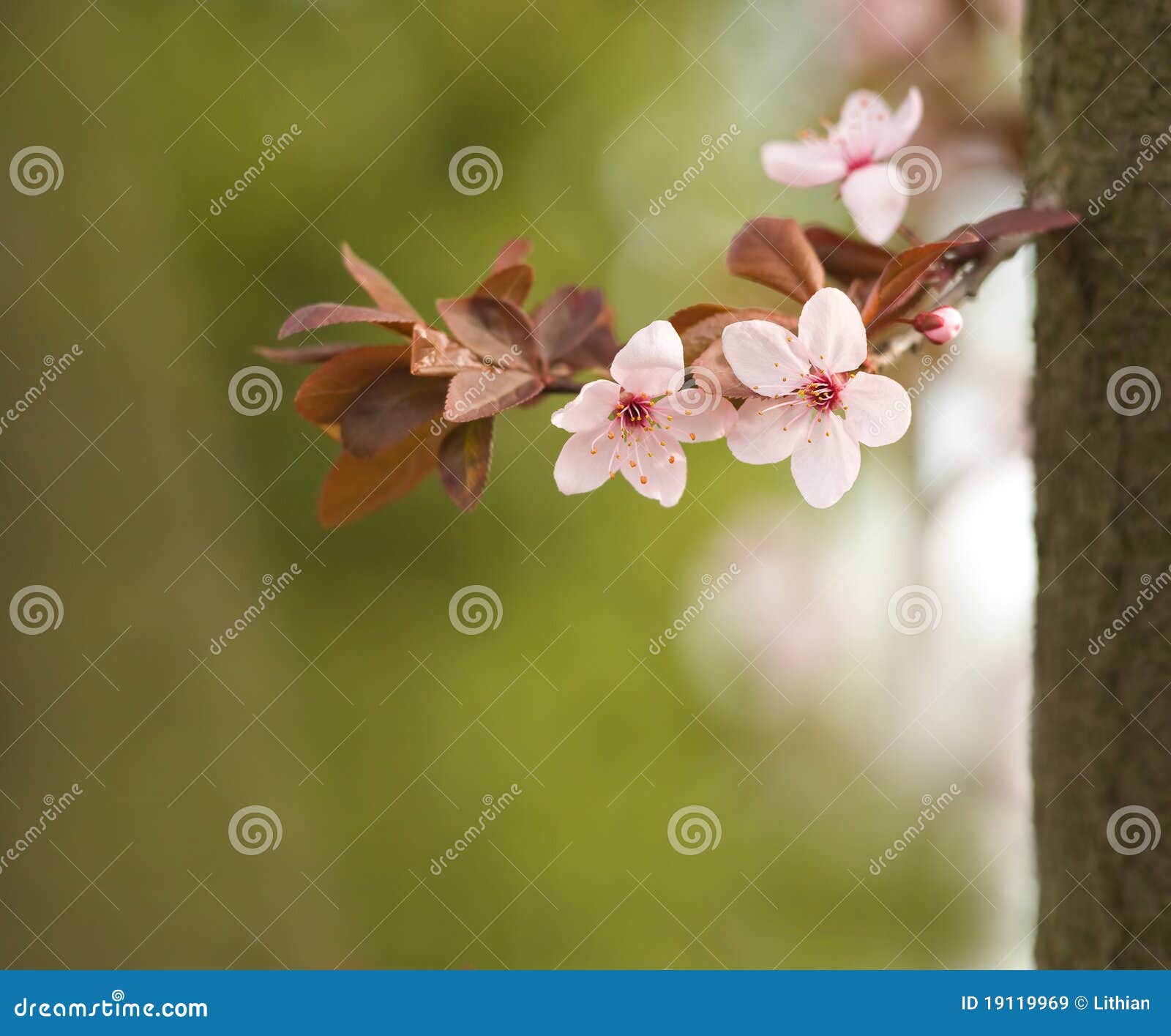 Beatiful Spring Flowers in Soft Light. Stock Image - Image of green ...