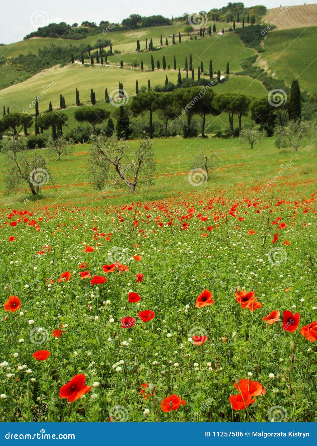 Beatiful Tuscan Scenery in Spring Stock Photo - Image of countryside ...