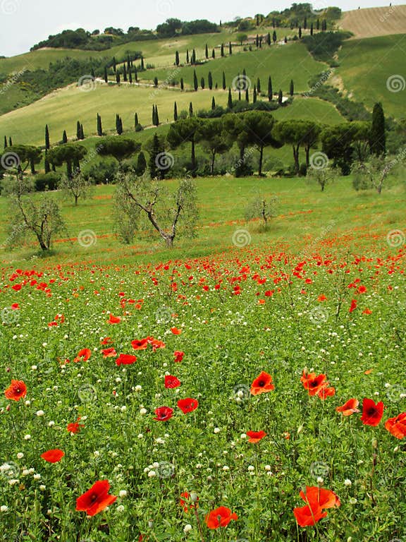 Beatiful Tuscan Scenery in Spring Stock Photo - Image of countryside ...