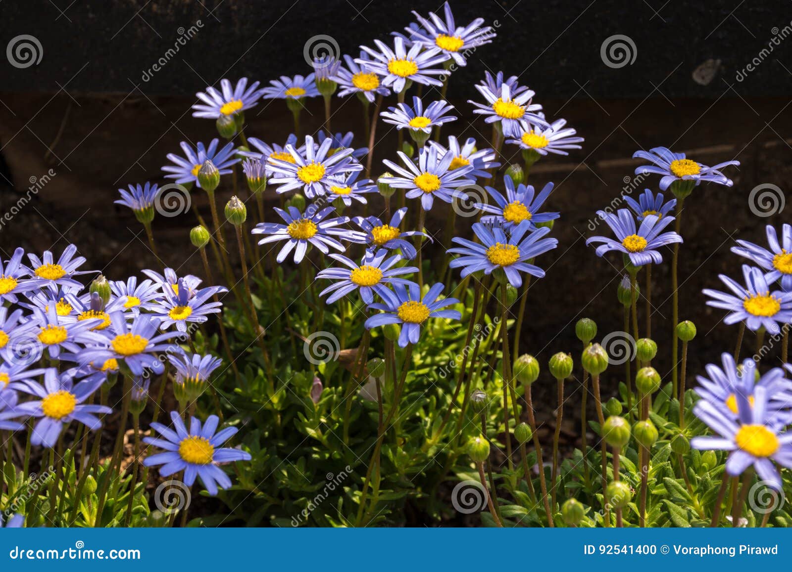 Beatiful violet flower stock photo. Image of bloom, violets - 92541400