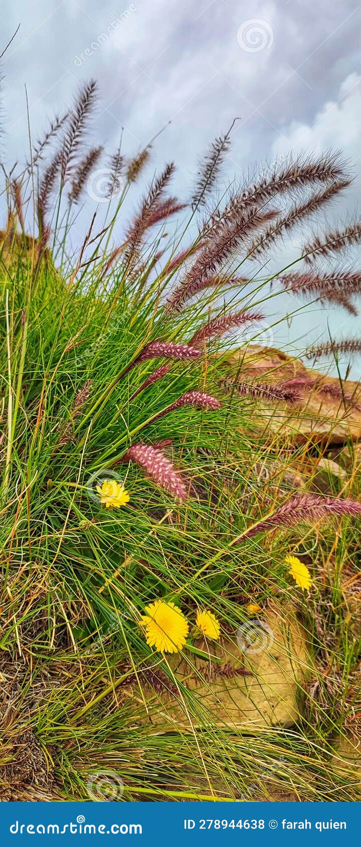 Beatiful Weeds on the Rocks Stock Photo - Image of weeds, rocks: 278944638