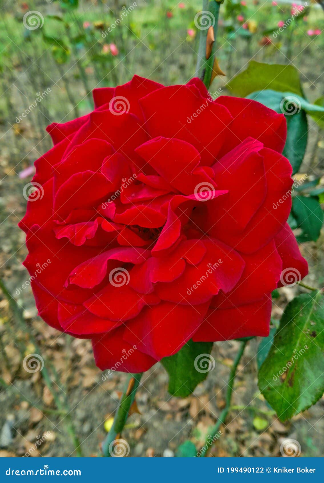 Wild Red Rose in the Park stock photo. Image of plant - 199490122