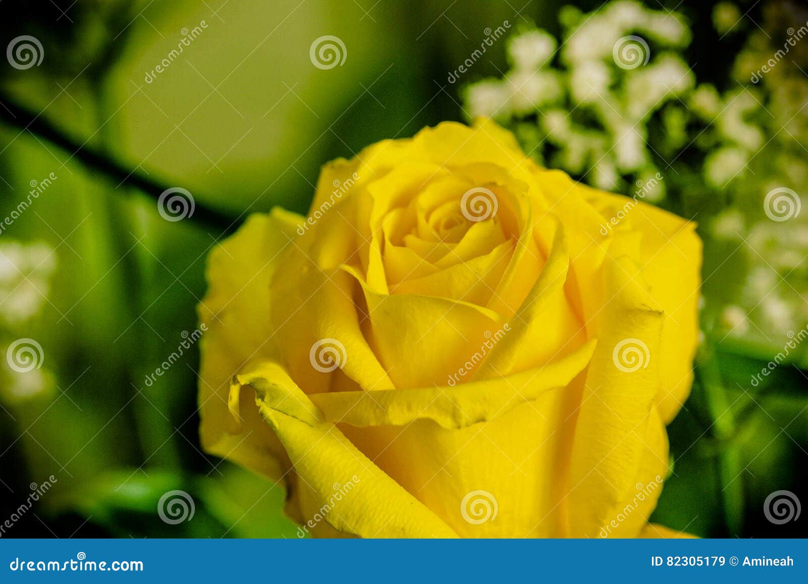 Beatiful Yellow Rose on a Green Background Stock Image - Image of flora ...