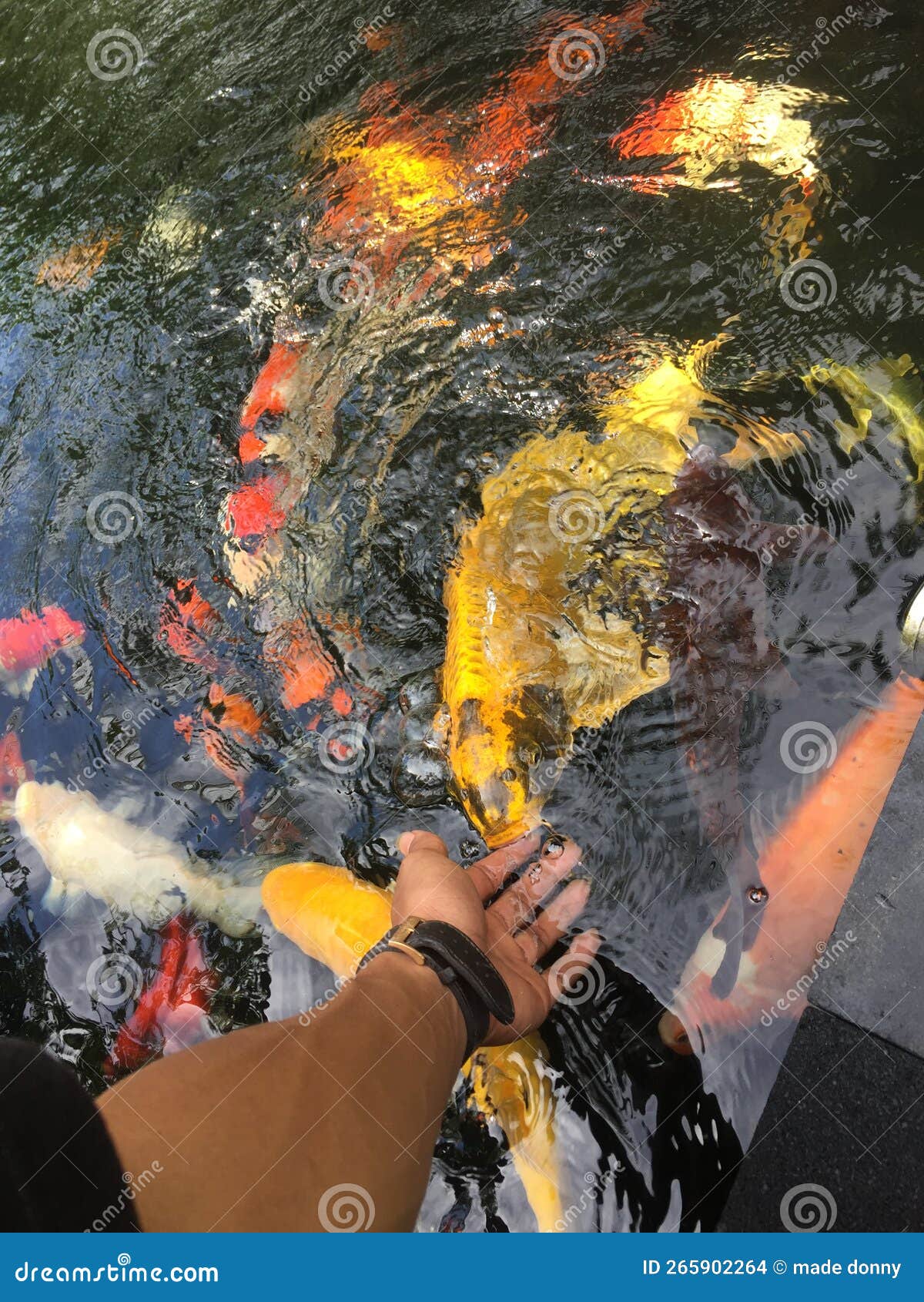 Say hello with koi fish stock photo. Image of hello - 265902264