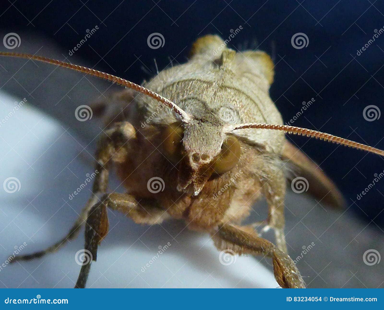 Beatle stock photo. Image of small, macro, feeler, animal - 83234054