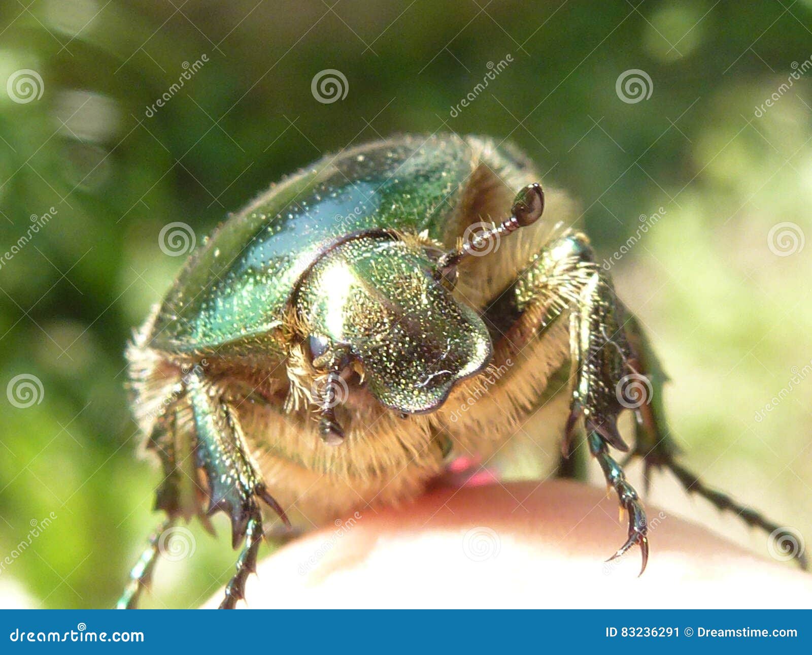 Beatle stock image. Image of wildlife, arthropod, pest - 83236291
