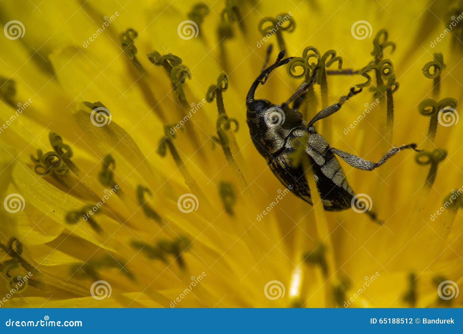 Beatle in a flower stock photo. Image of macro, eating - 65188512