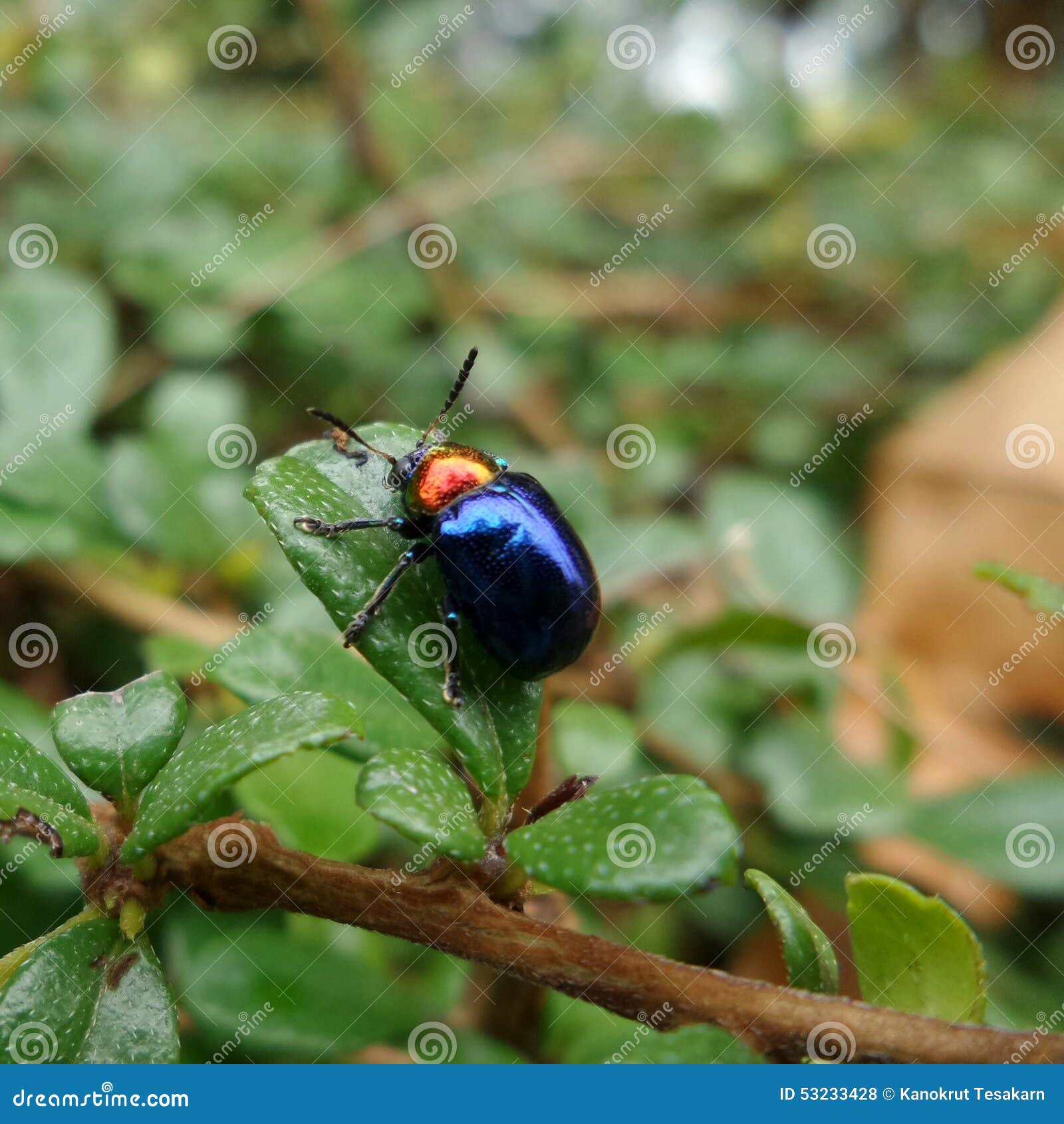 Beatle on small leaf stock photo. Image of beatle, blue - 53233428