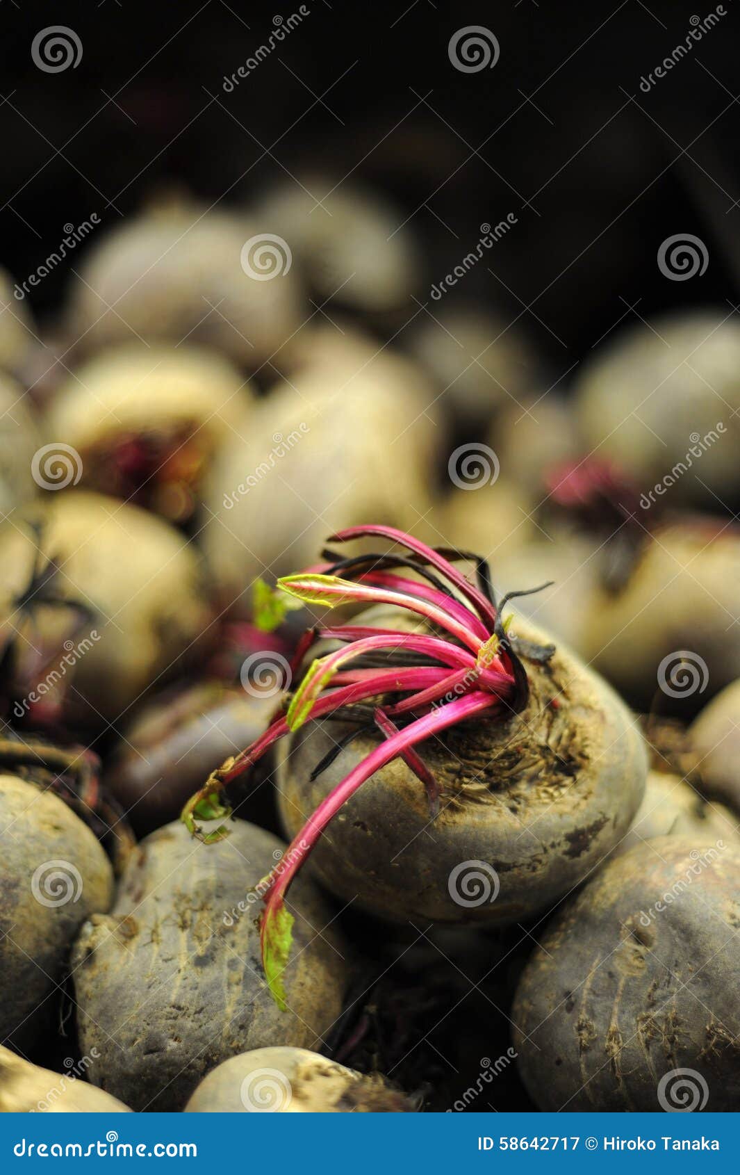 Beatroots stock image. Image of chiapas, beet, beatroot - 58642717
