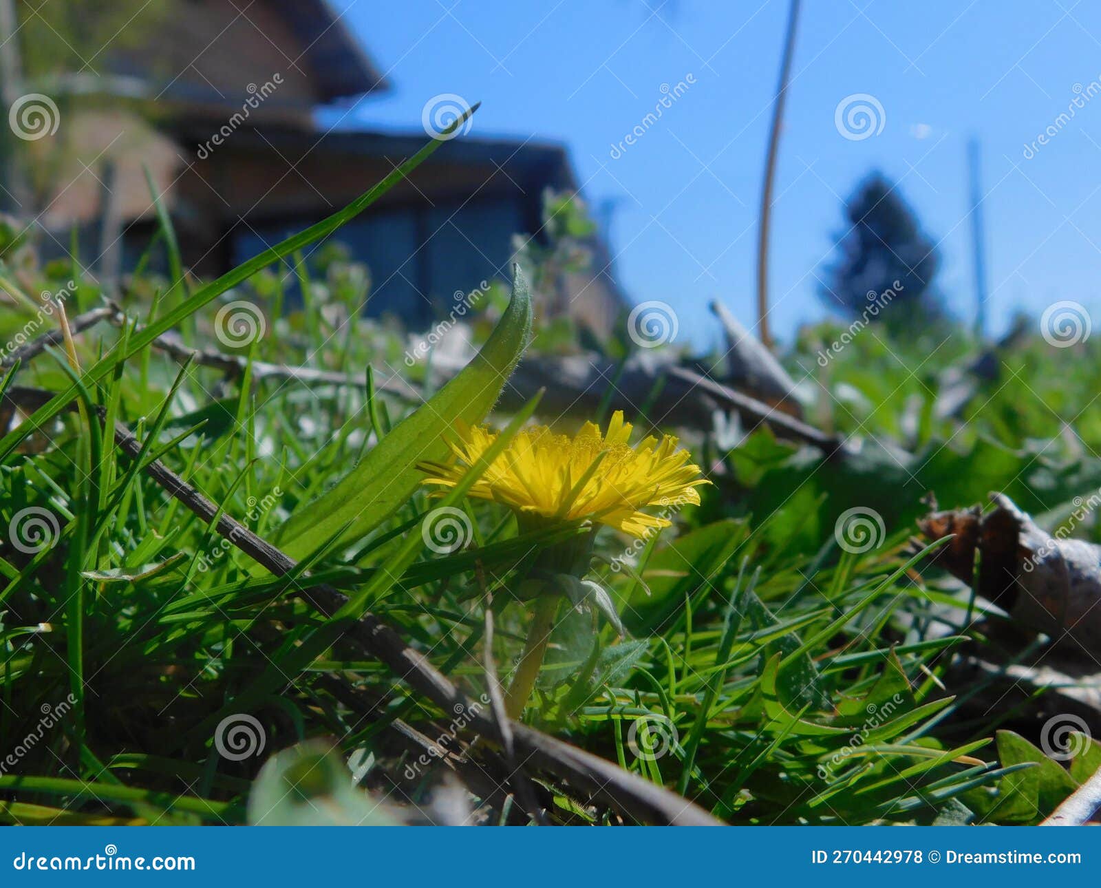 The beaty of spring stock photo. Image of enjoy, standard - 270442978