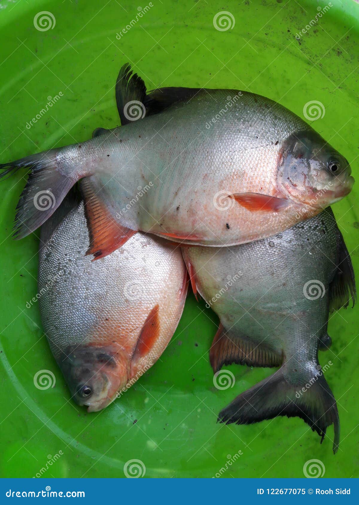 Roop chanda fish stock image. Image of faster, grow - 122677075