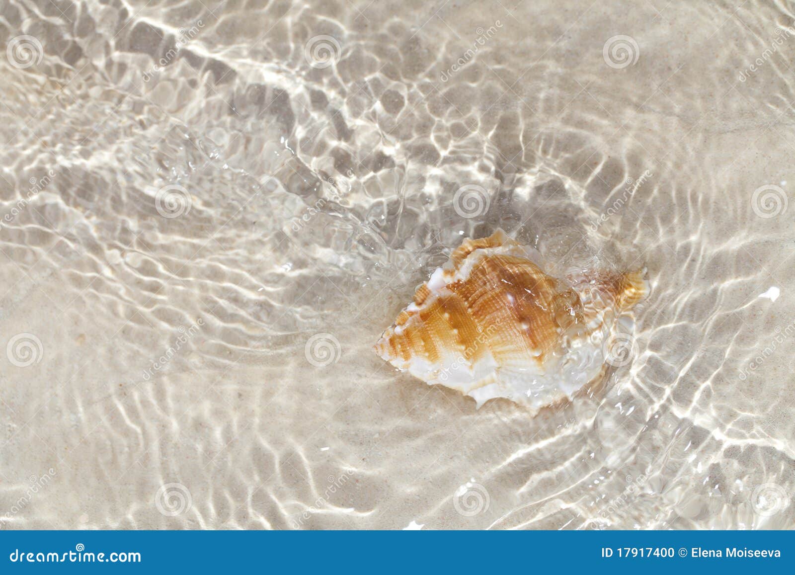 Beatyfull Seashell Bursa in Sea Water Stock Photo - Image of beach ...