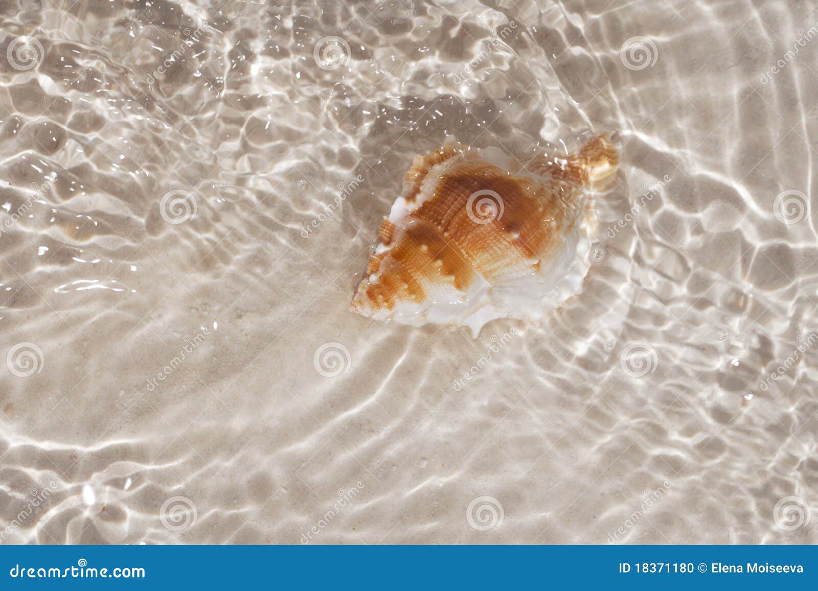 Beatyfull Seashell Bursa in Sea Water Stock Photo - Image of leisure ...