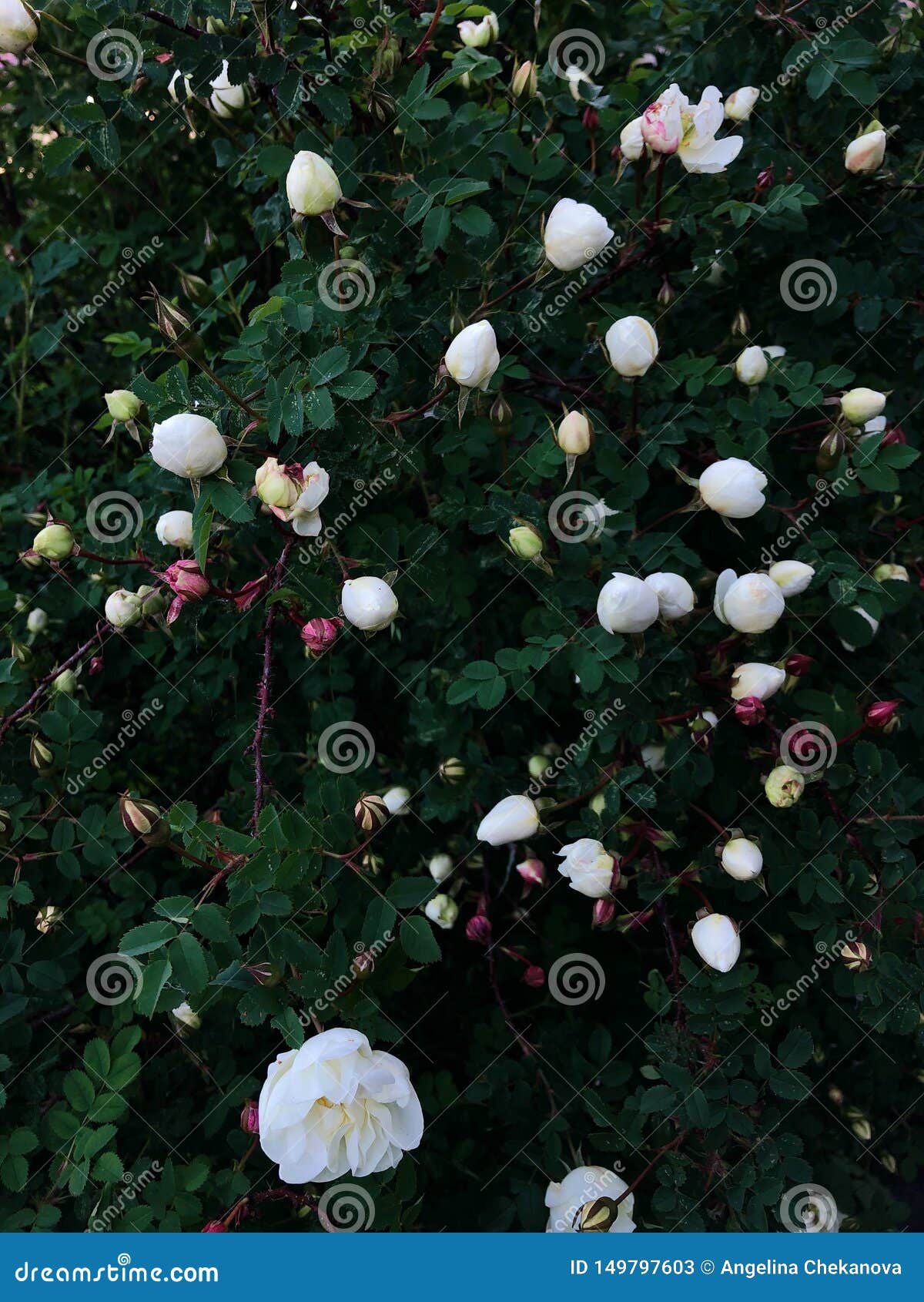 Beau Buisson Avec Les Roses Blanches En Parc Image stock - Image of ...