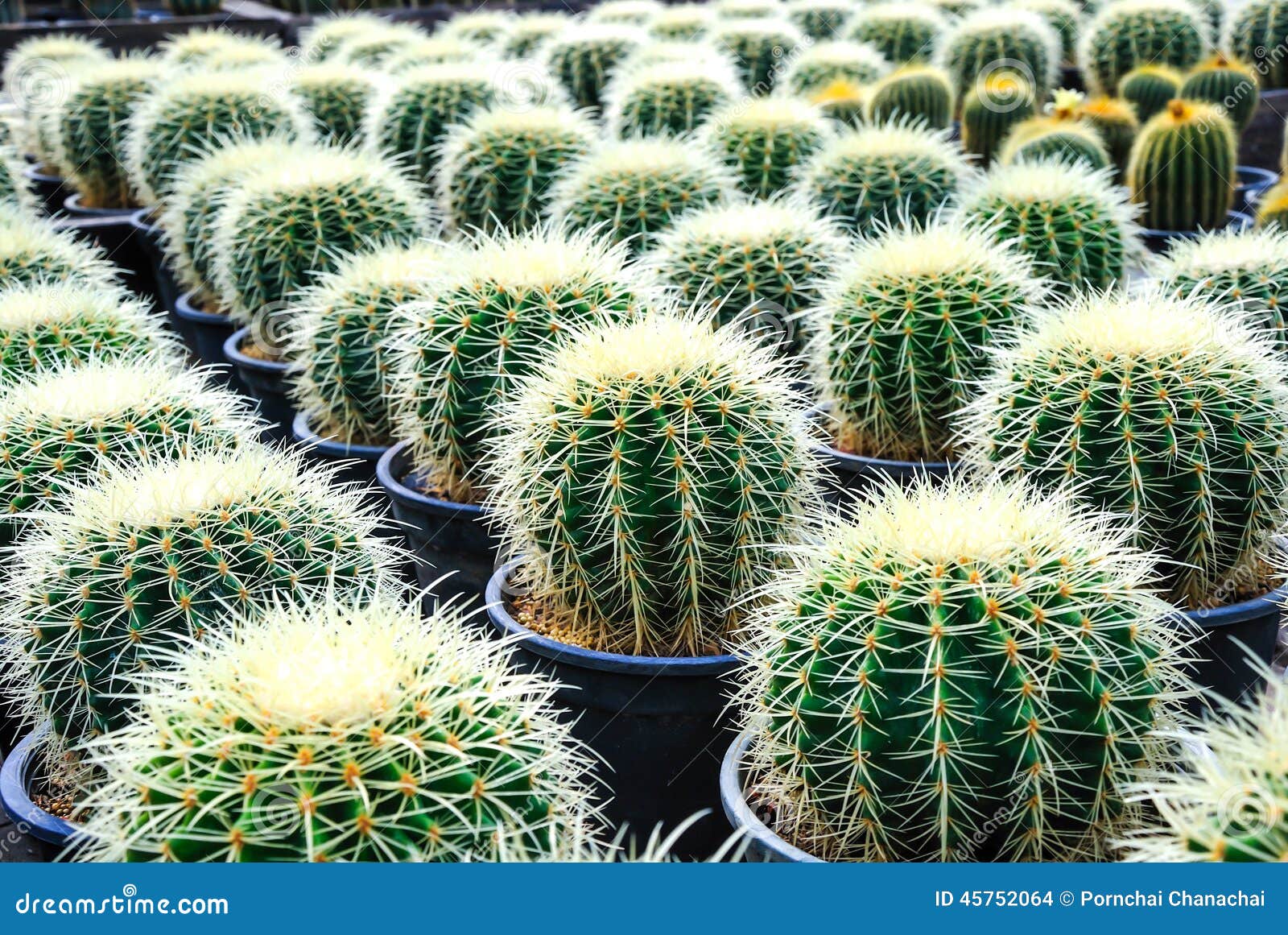 Beau cactus photo stock. Image du earth, décoration, botanique - 45752064