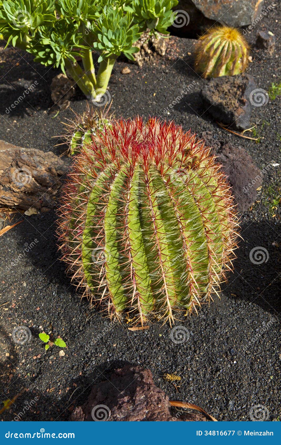 Beau Cactus De Boule Dans Lapilli Image stock - Image du chaud, beauté ...