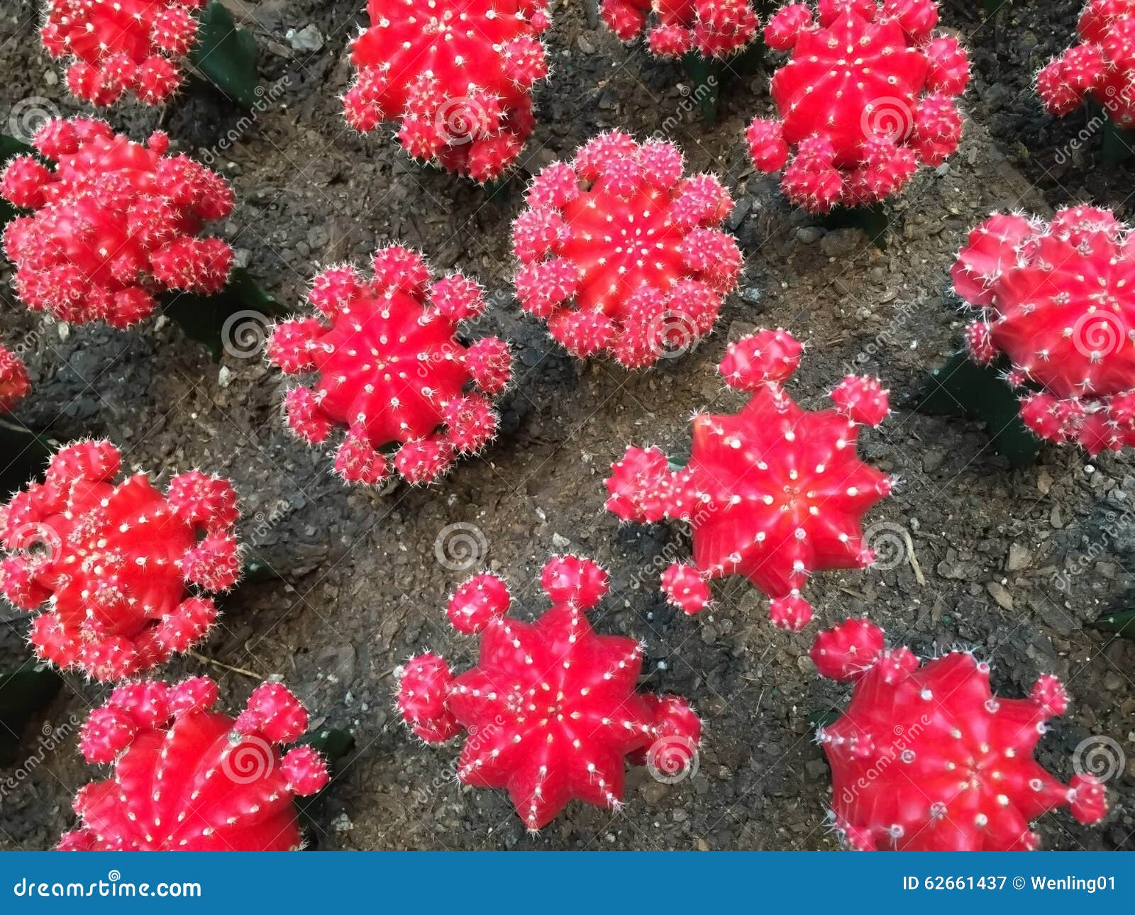 Beau cactus rouge image stock. Image du éternel, nature - 62661437
