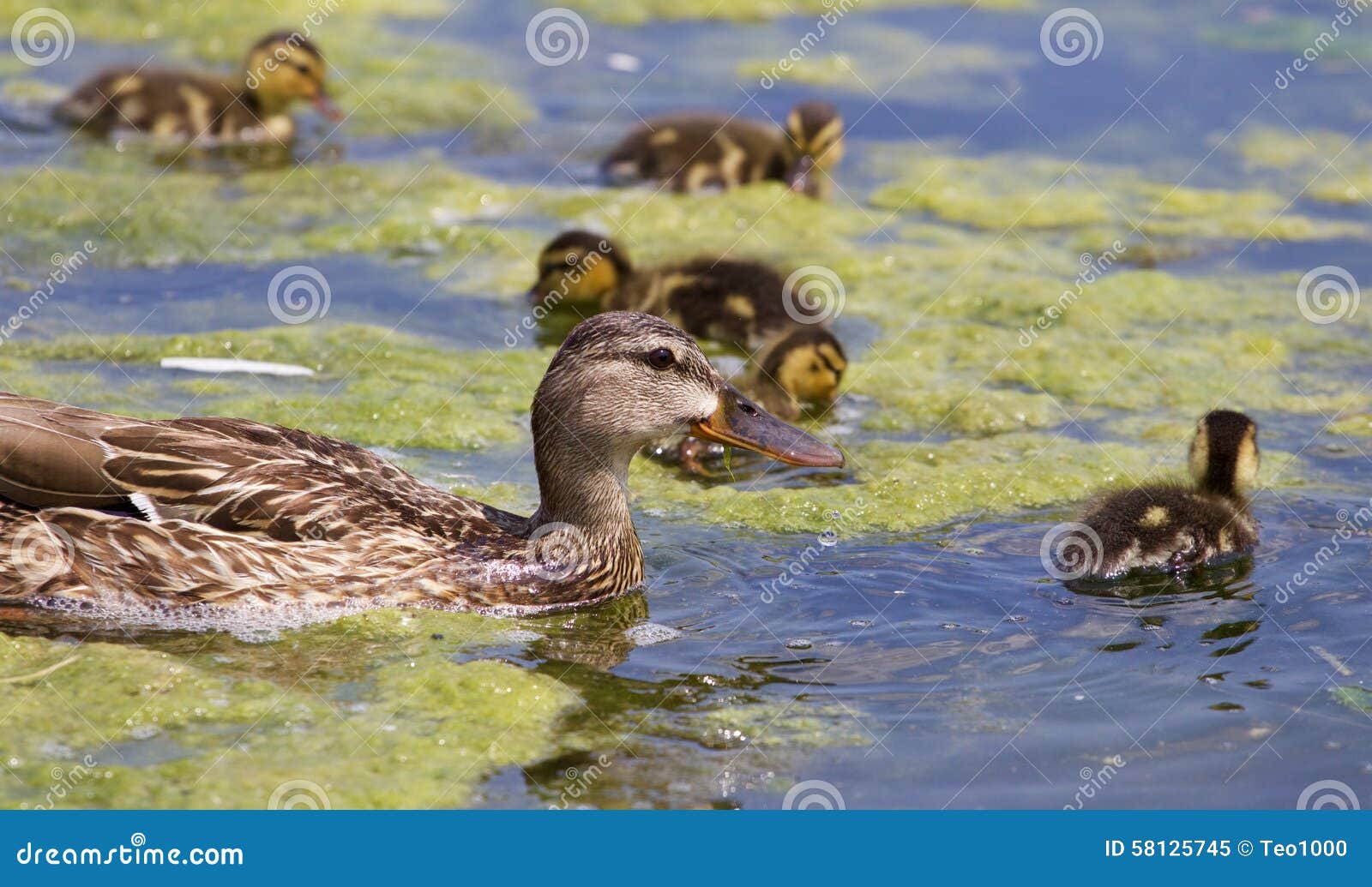 Beau Canard Et Ses Poussins Image stock - Image of sauvage, centrales ...