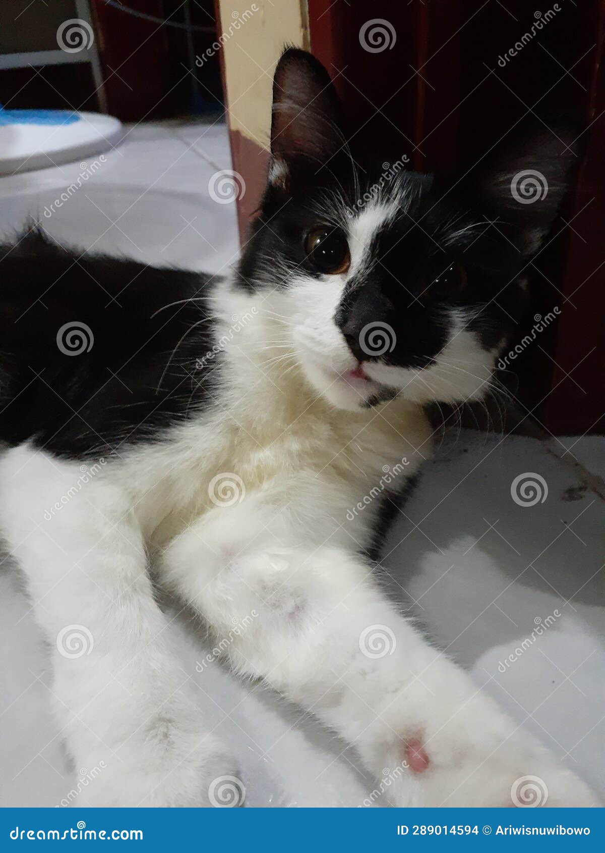 Beau cats stock photo. Image of beautiful, beau, cats - 289014594