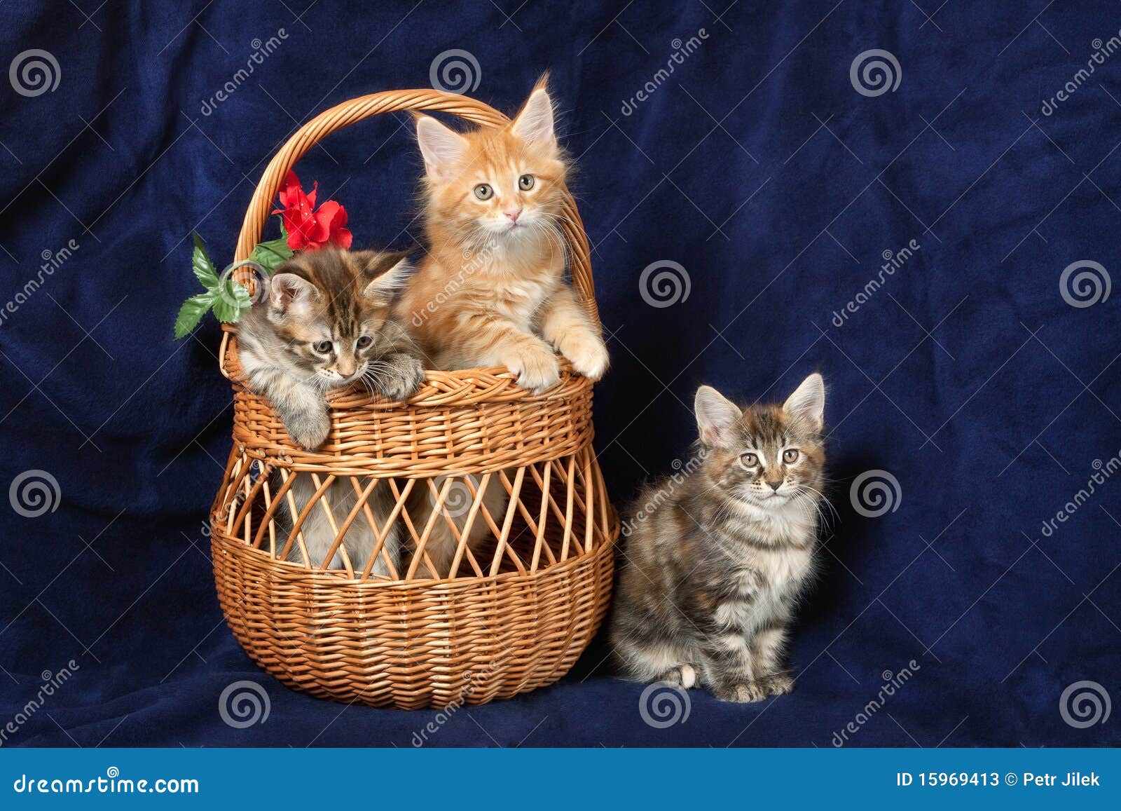 Beau chat image stock. Image du bleu, oeil, drôle, gens - 15969413