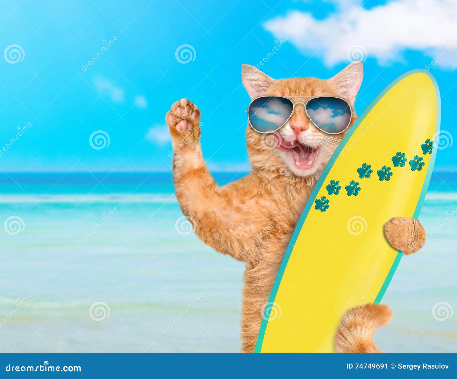 Beau Chat De Surfer Sur La Plage Image stock - Image du normal ...