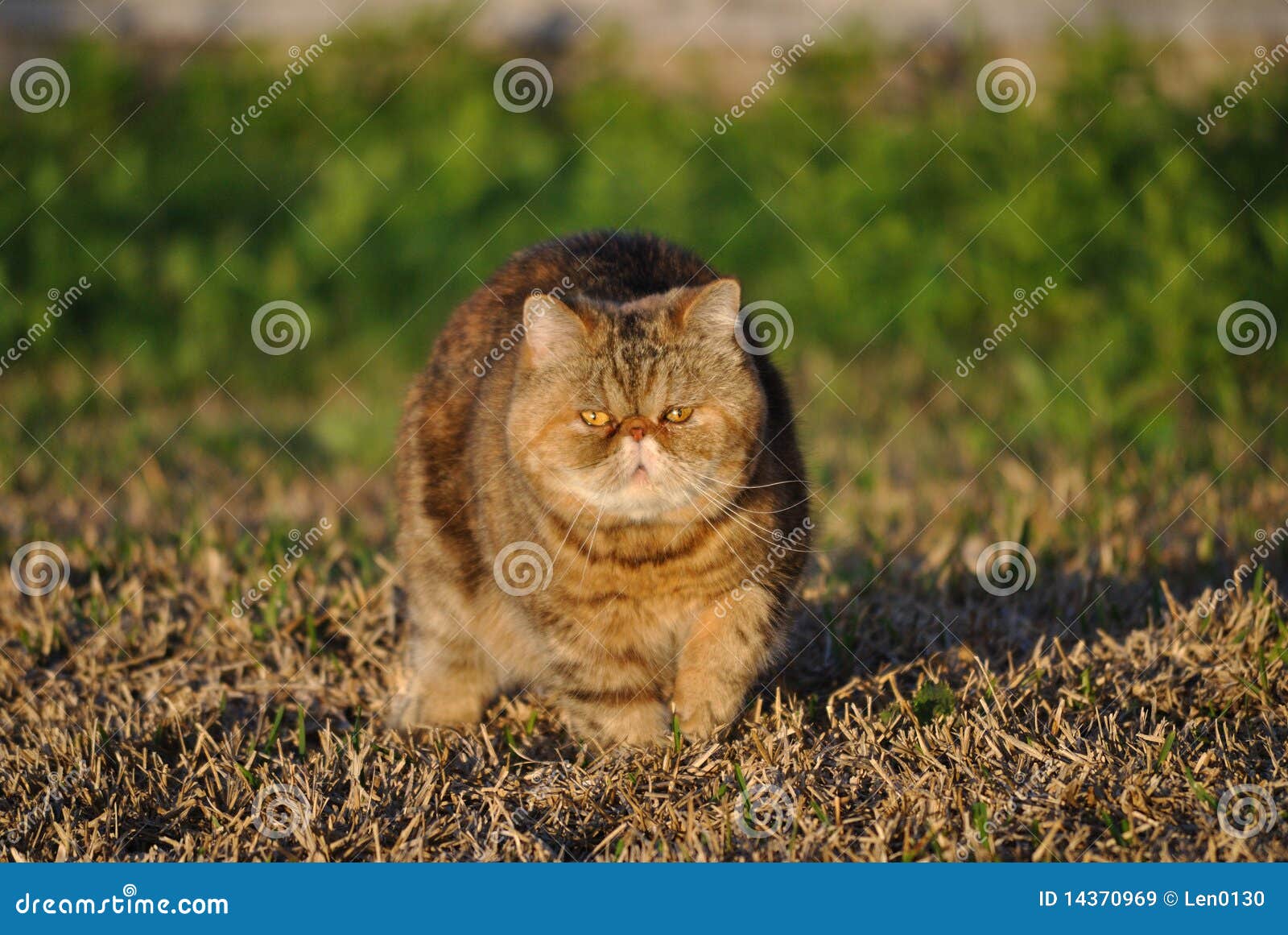 Beau Chat Exotique De Shorthair Image stock - Image du beau, félin ...