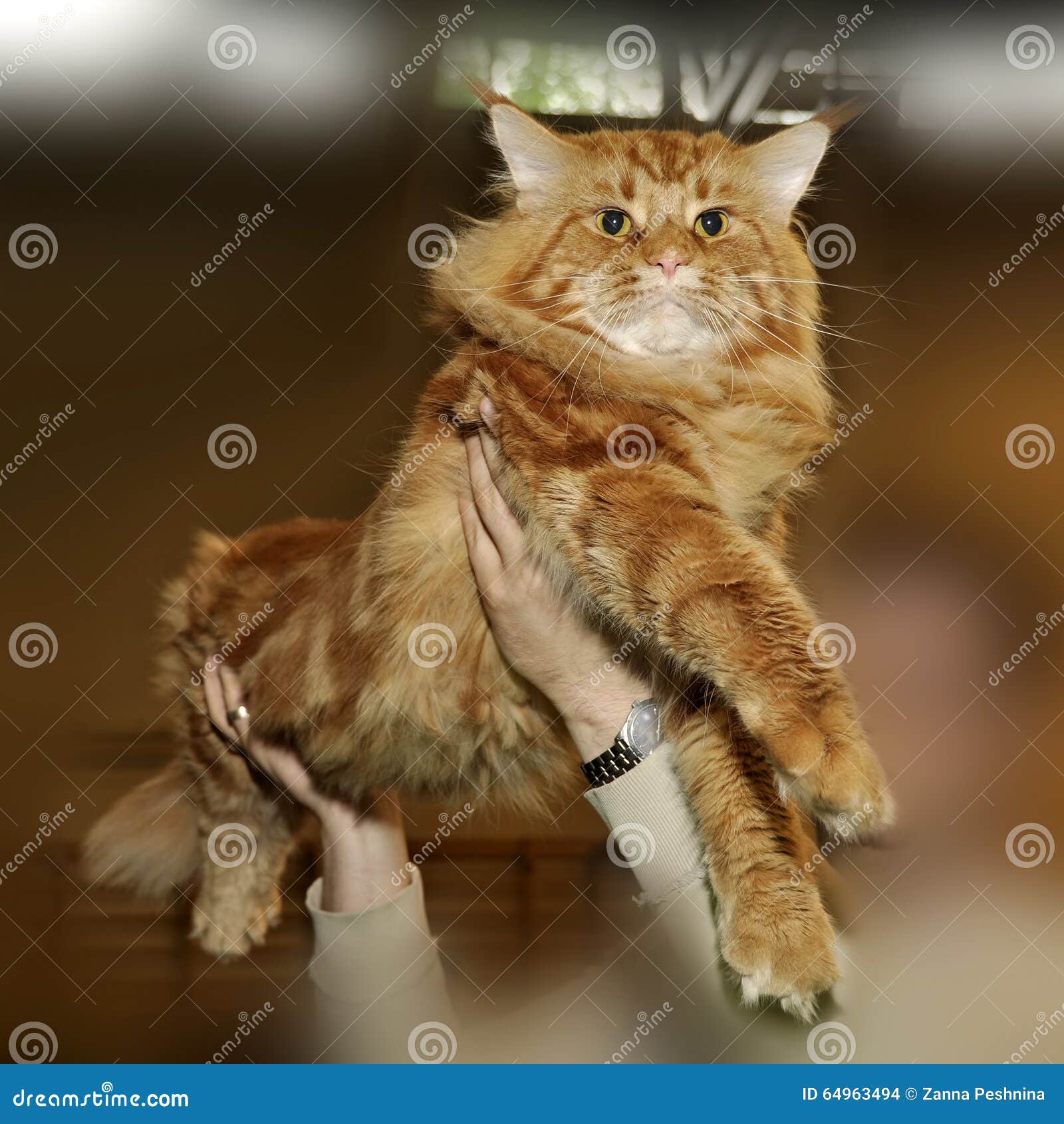 Beau Chat Rouge De Maine Coon Photo stock - Image du domestique ...