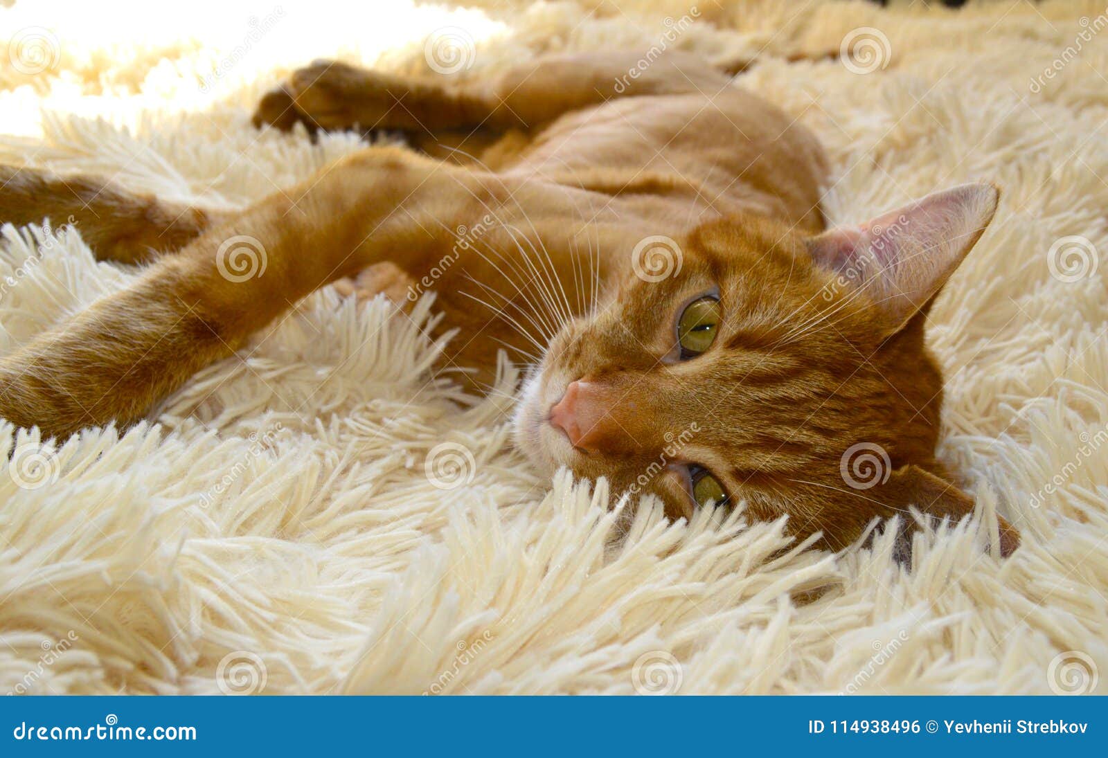 Beau Chat Roux Se Trouvant Sur Le Lit Blanc Photo stock - Image du ...