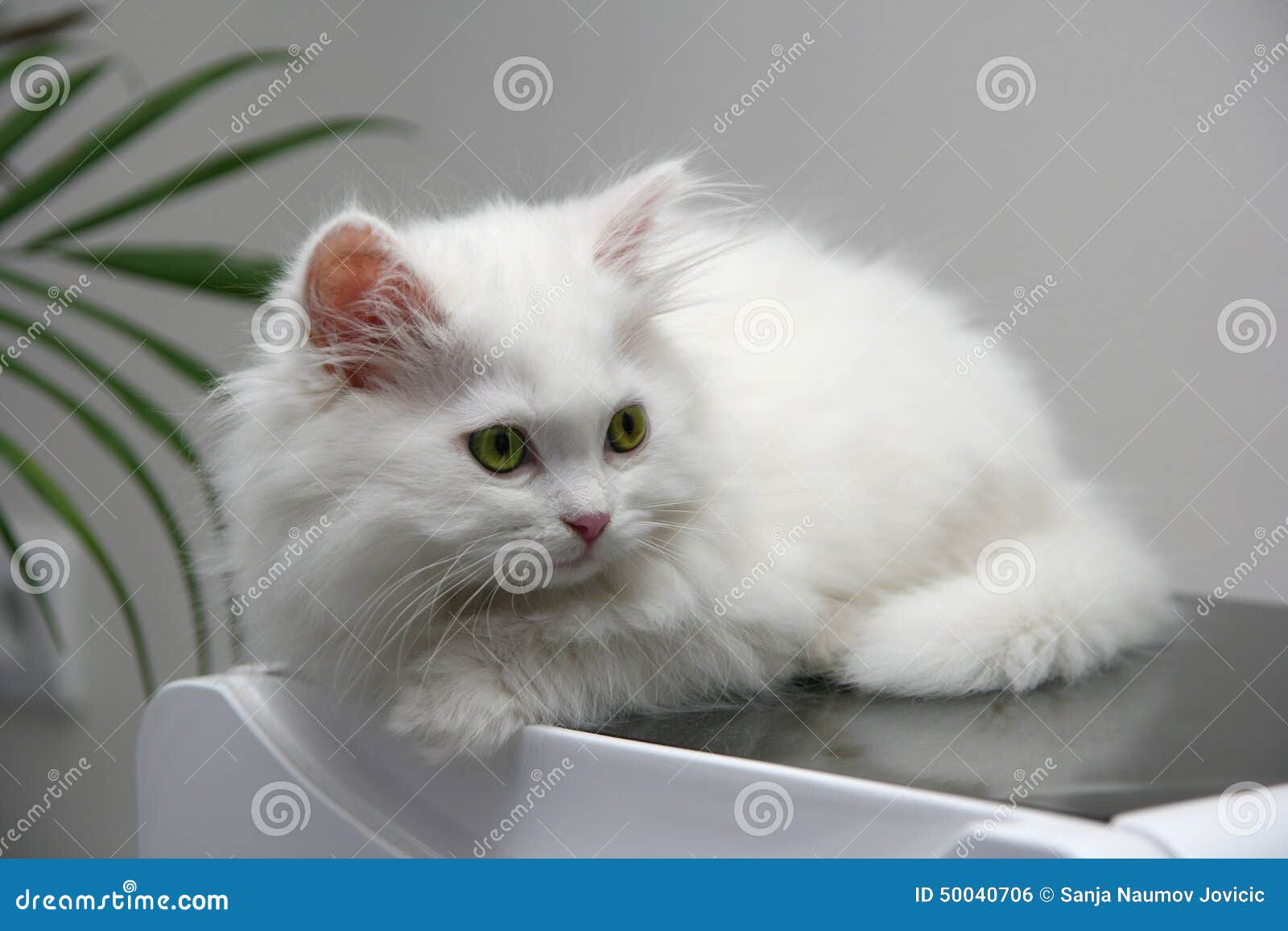 Beau chaton persan blanc photo stock. Image du félin - 50040706