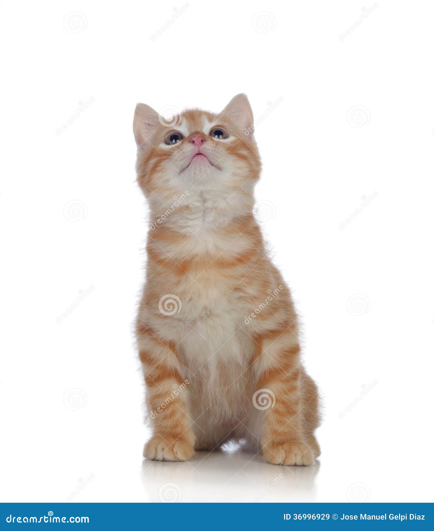 Beau Chaton Roux Recherchant Image stock - Image du studio, domestique ...