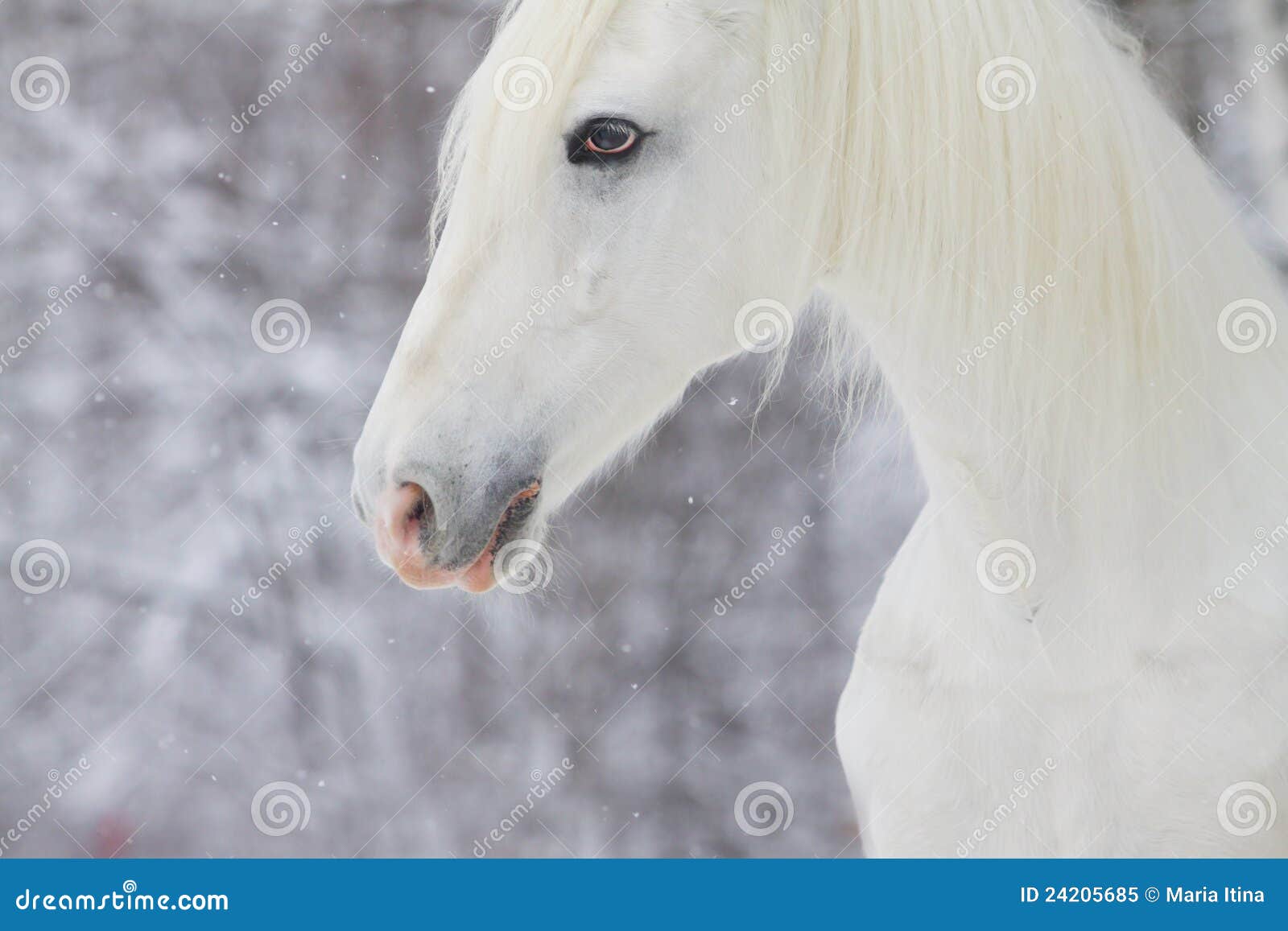 Beau cheval blanc image stock. Image du ranch, bleu, bête - 24205685