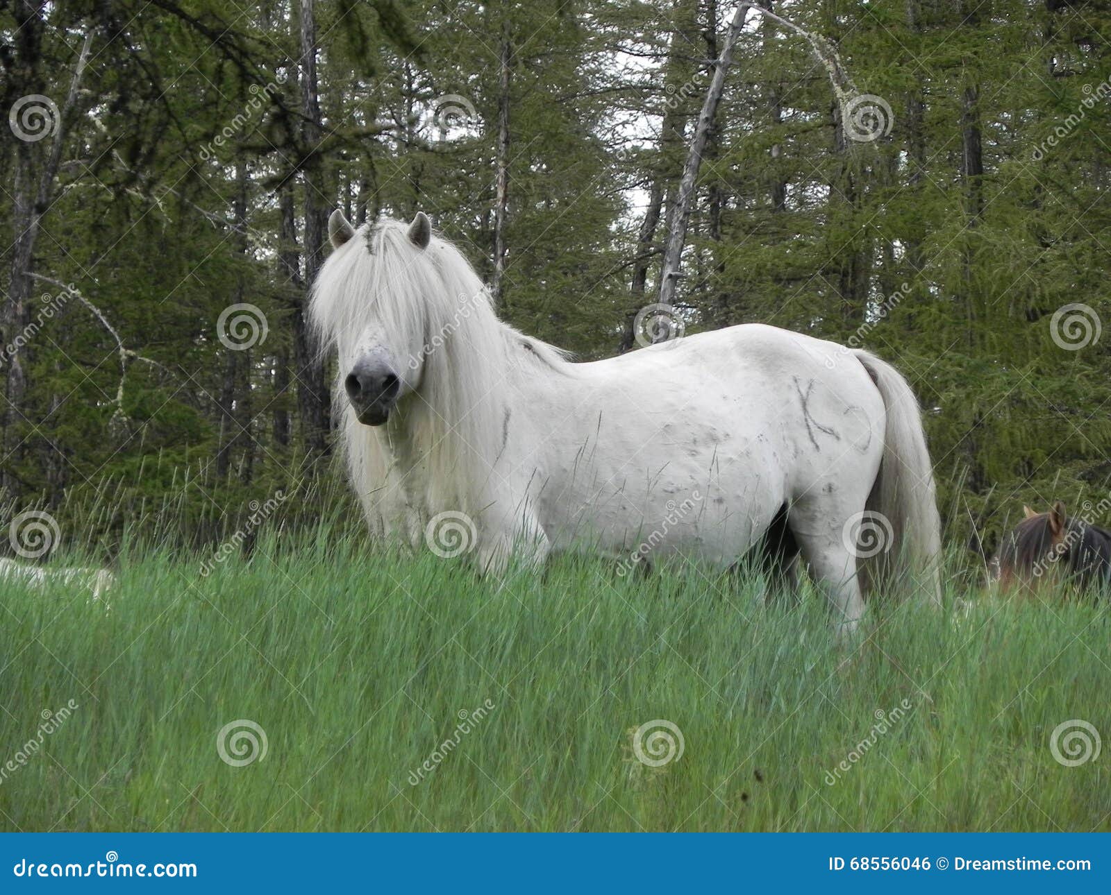 Beau Cheval Blanc Dans Le Domaine Photo stock - Image du loin, pâturage ...