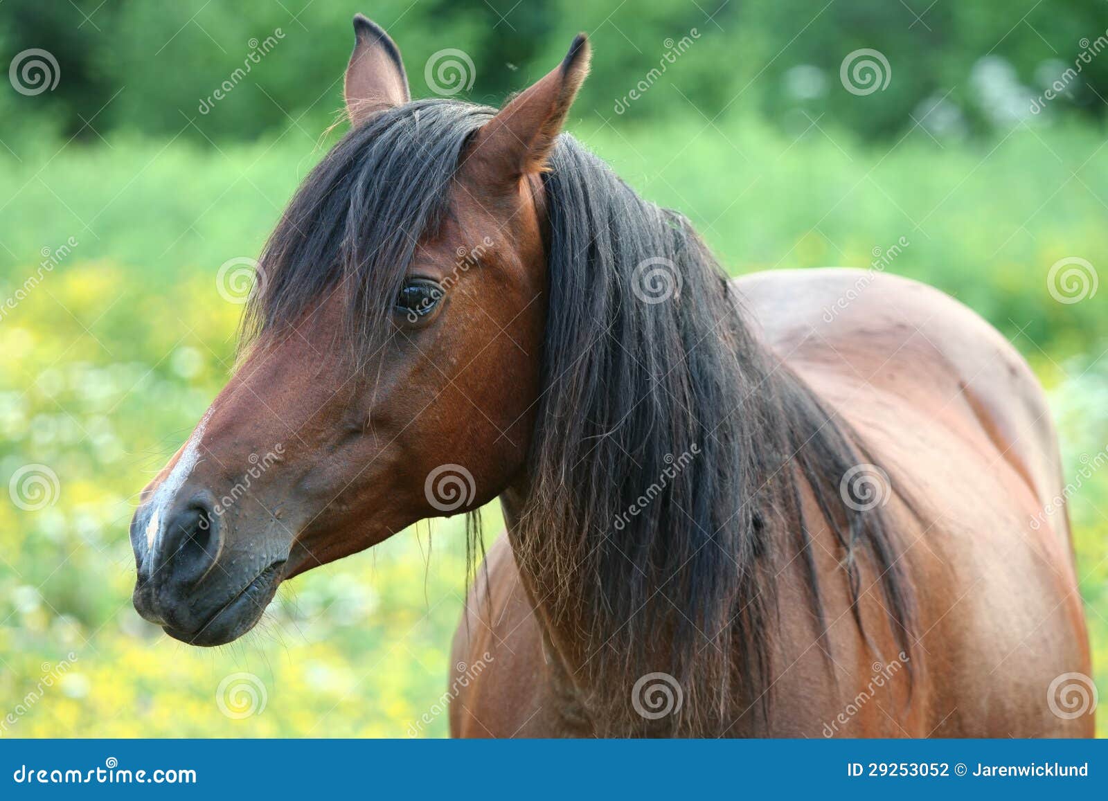 Beau cheval brun photo stock. Image du ferme, cheval - 29253052